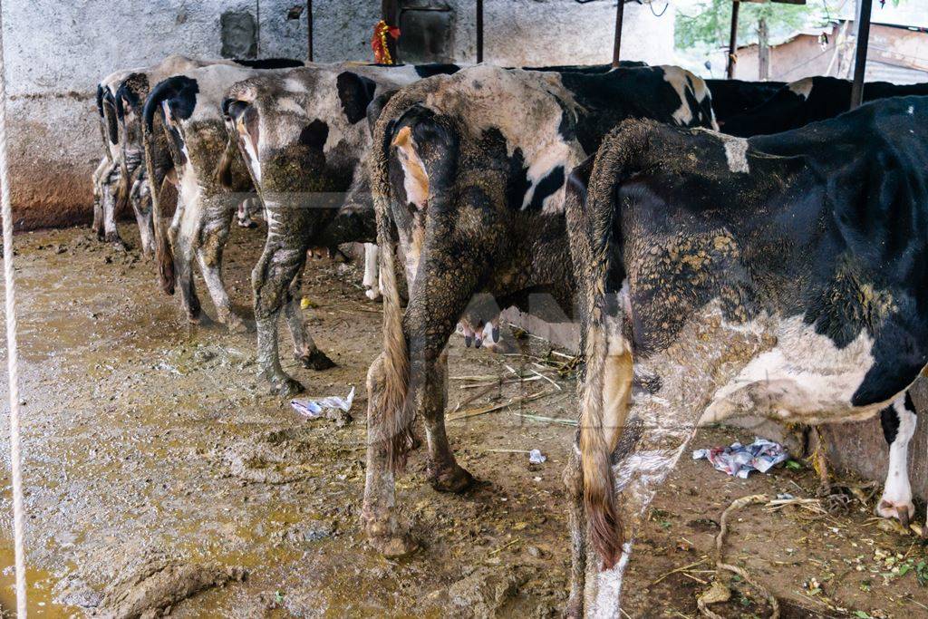 Dairy cows in a dirty stall in an urban dairy : Anipixels