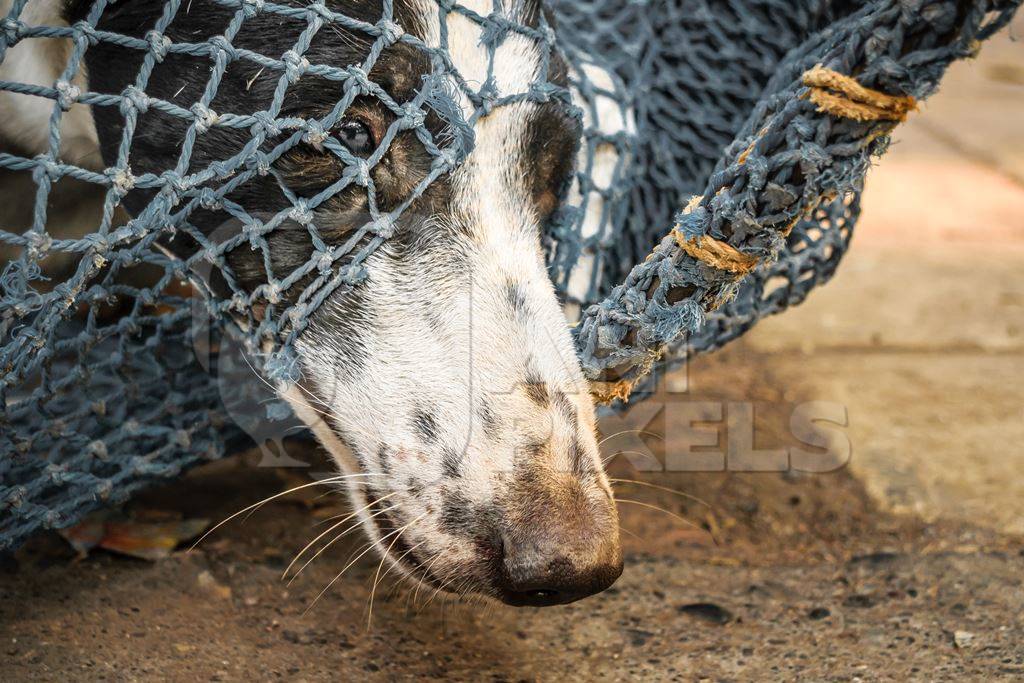 Street dog caught in net for animal birth control sterilisation ...