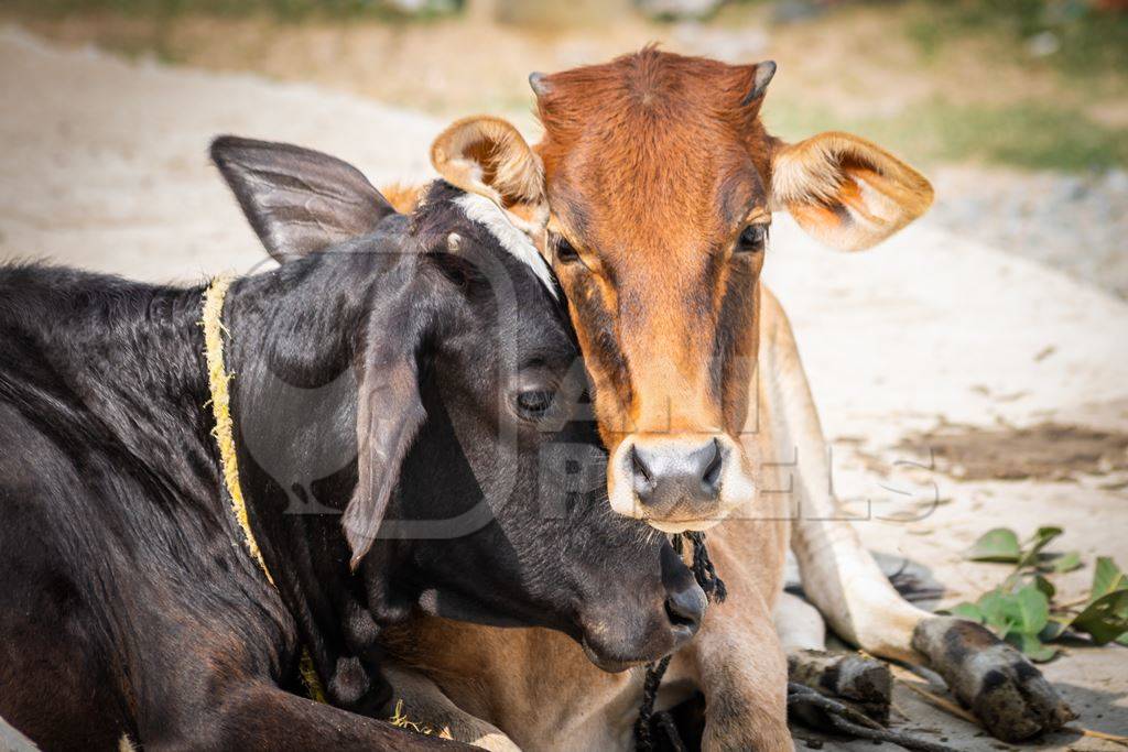 Two cows lying down next to each other in street in rural town : Anipixels