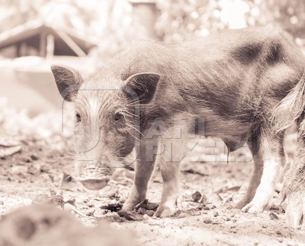 Cute piglet in a rural village in Goa in sepia : Anipixels