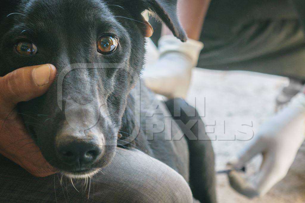 Black street dog getting injection for rabies by vet doctor : Anipixels
