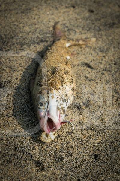 Alive fish with hook in mouth gasping on a sandy beach in Kerala ...