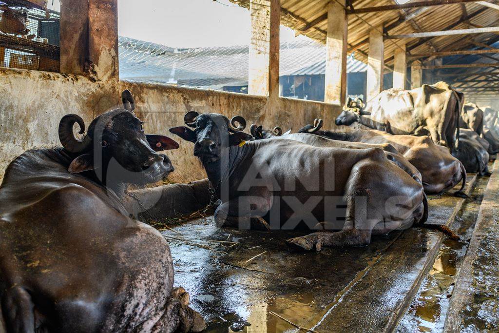 Indian buffaloes tied up in a line in a concrete shed on an urban dairy ...