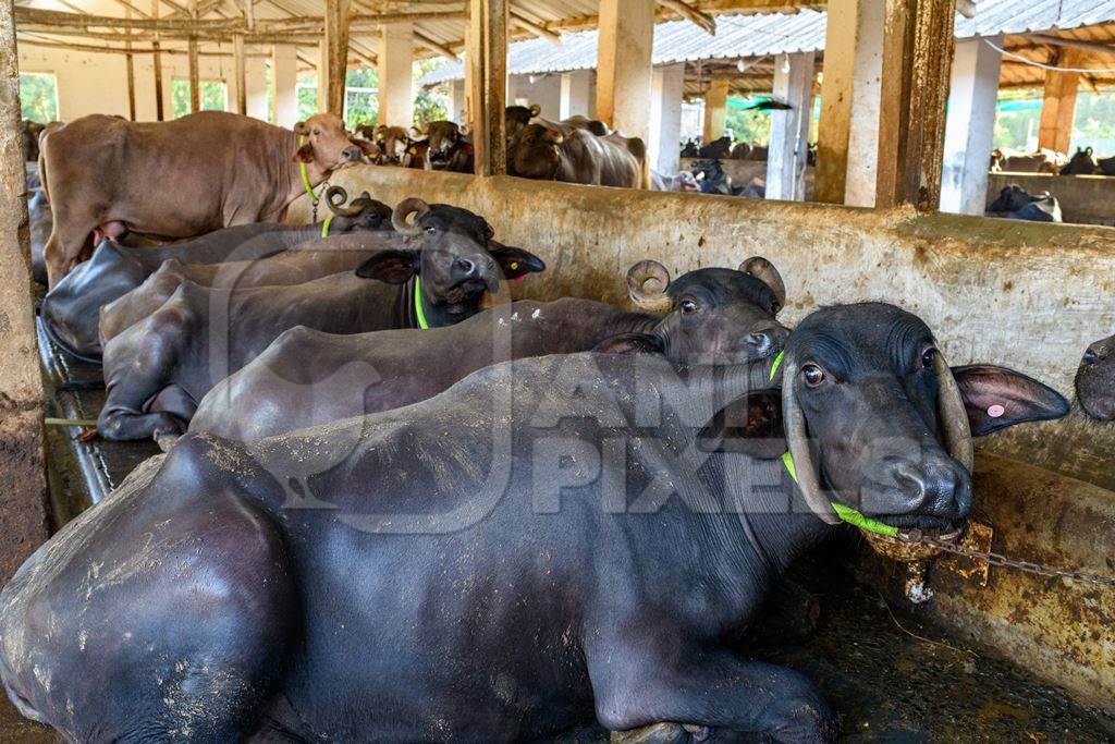 Indian buffaloes tied up in a line in a concrete shed on an urban dairy ...