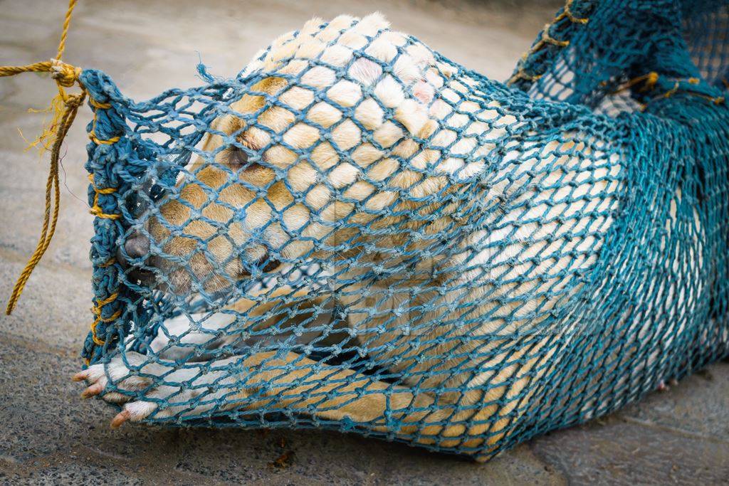 Street dog caught in net for animal birth control sterilisation ...