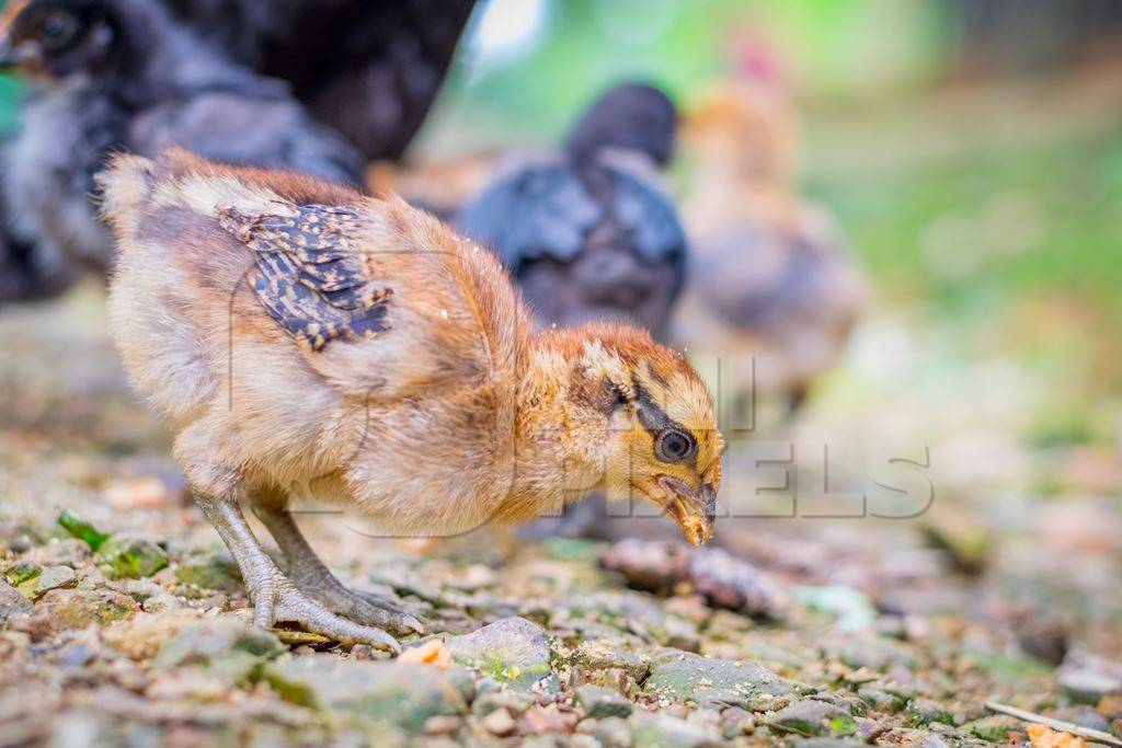 Flock of small cute baby chicks : Anipixels