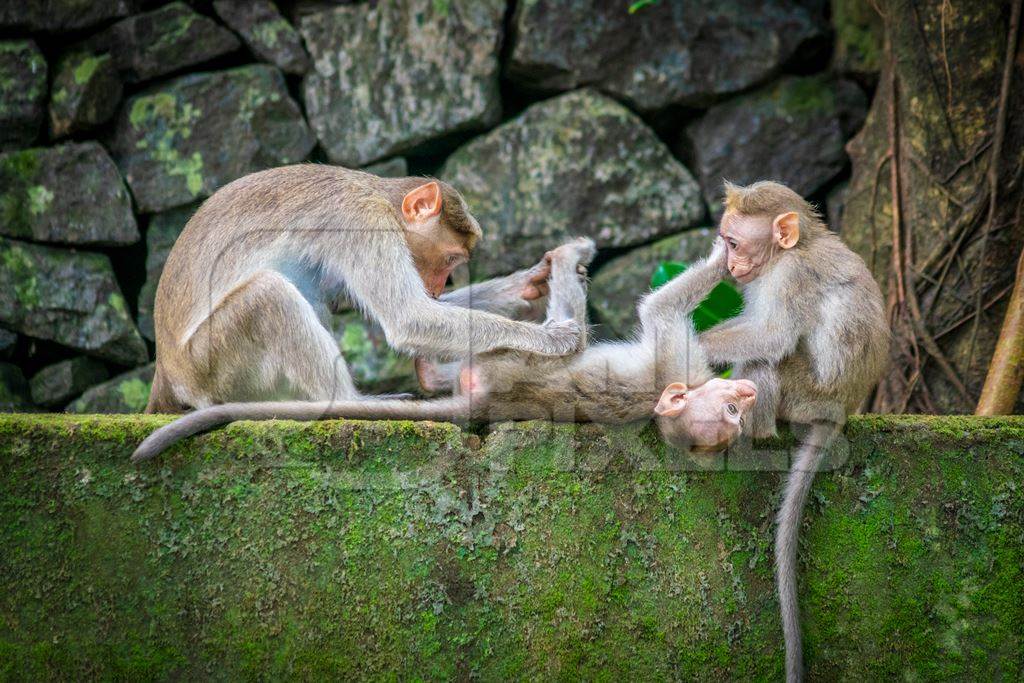 Three cute macaque monkeys sitting on a green wall grooming each other ...
