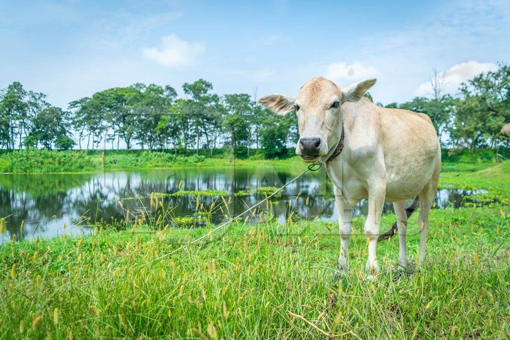 Cow or bullock in green field in rural Assam, India : Anipixels