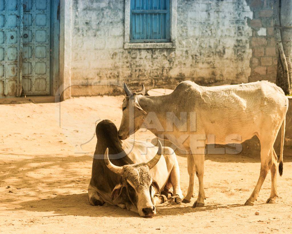 Street cows on street in Bishnoi vilages in Rajasthan in India : Anipixels