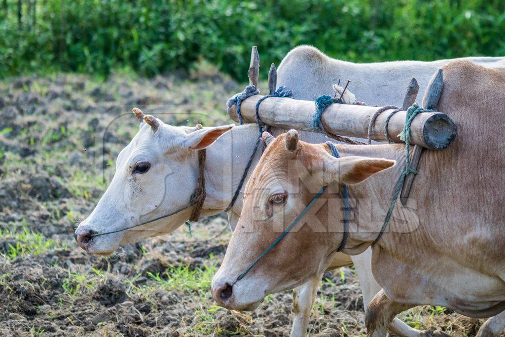 Two working bullocks in harness pulling plough through field with ...