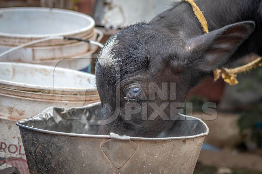 Small buffalo calf drinking water from bucket on urban dairy farm ...
