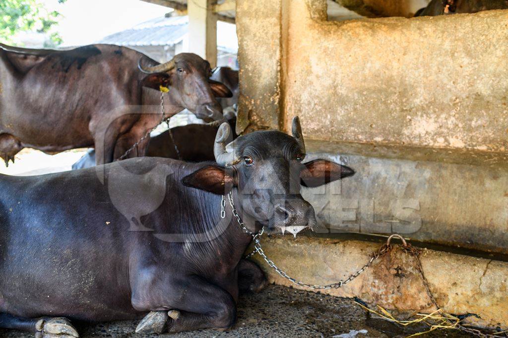 Indian buffaloes tied up in a line in a concrete shed on an urban dairy ...