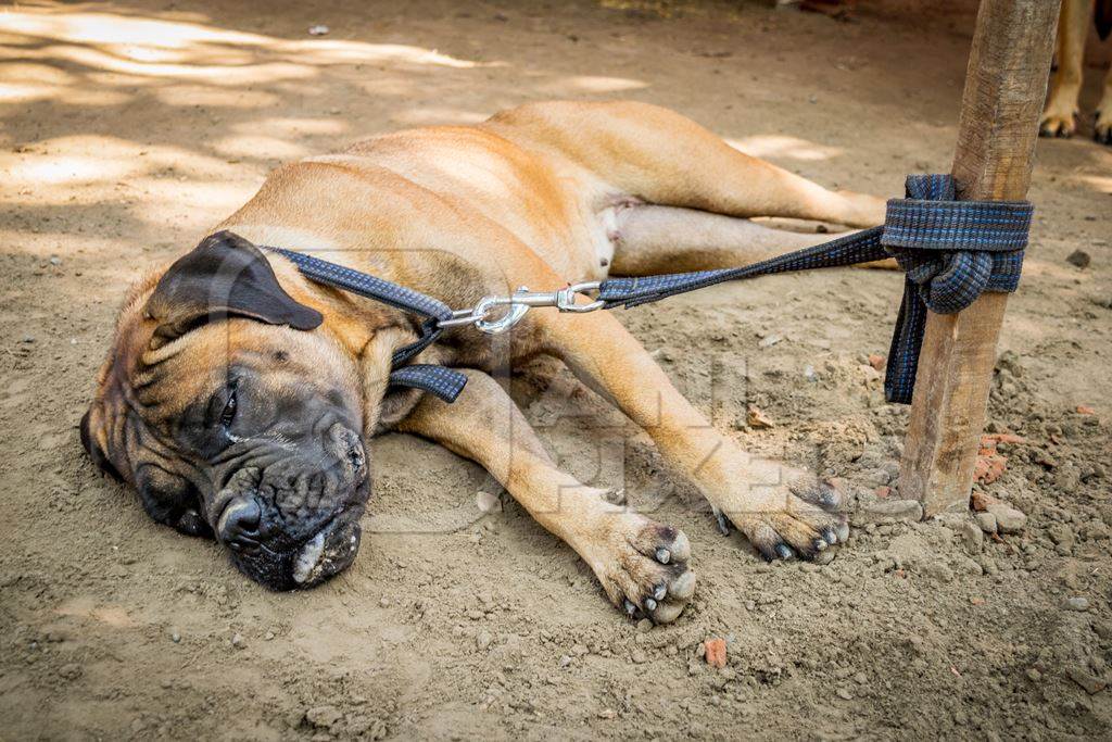 Pedigree boxer dog tied to a post on show in a tent at Sonepur mela in ...