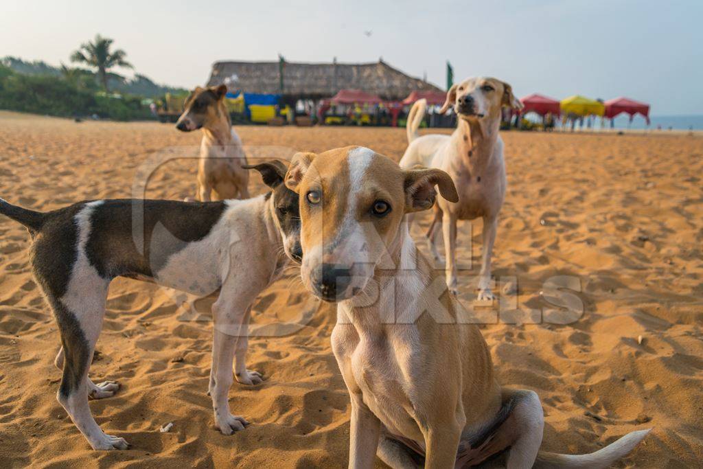Stray street dogs and puppies playing on beach in Goa : Anipixels