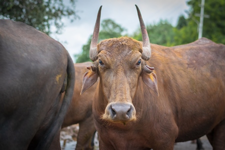 Free stock photos of farmed animals in India to download. : Anipixels