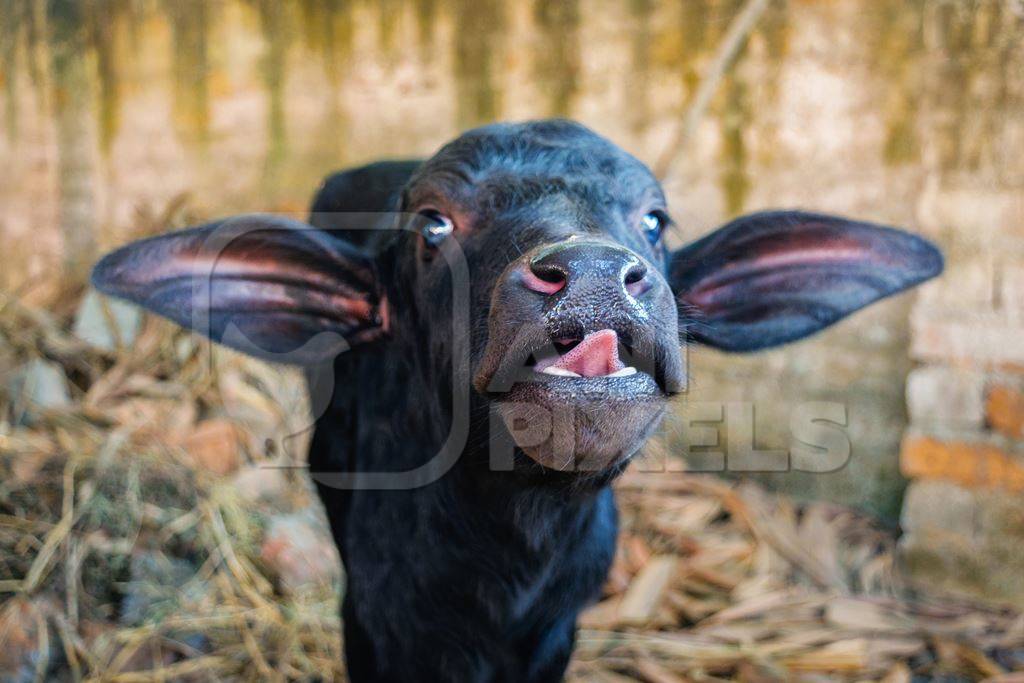 Small very cute baby buffalo calf with tongue out in a barn at Sonepur ...