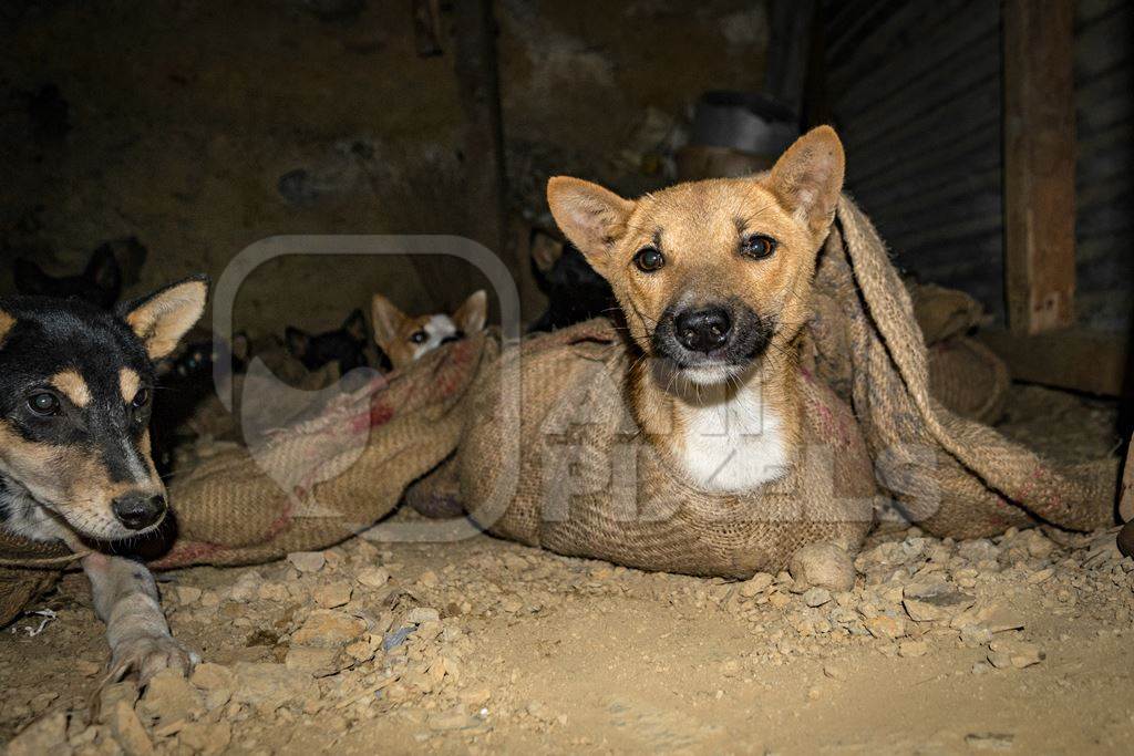 Dogs in sacks kept in a darkened room before being butchered for meat ...