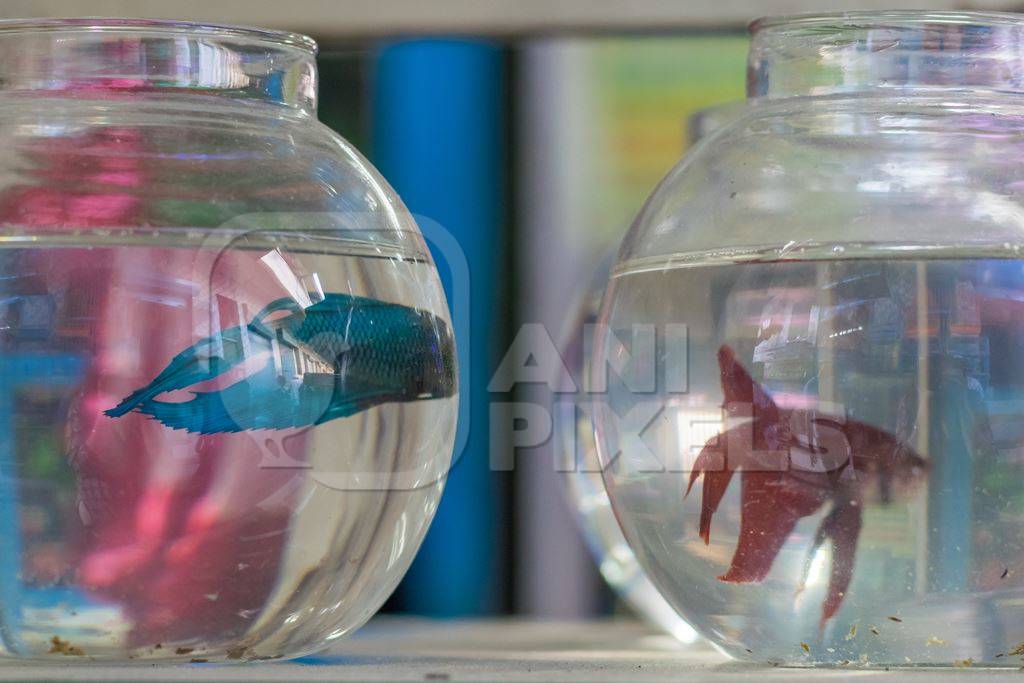 Siamese fighting fish on sale in fish bowls at Crawford pet market ...