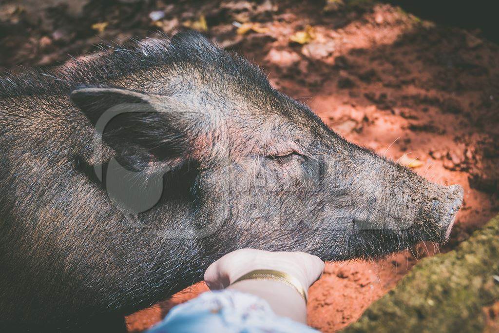 Person stroking rural pig in a village in Goa : Anipixels