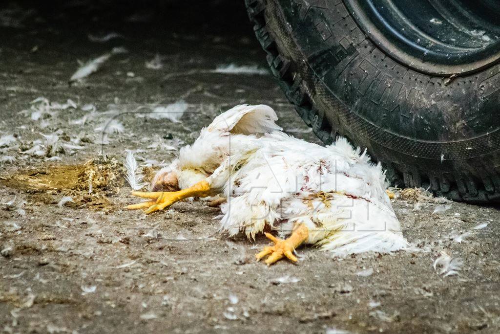 Dead broiler chickens on the ground fallen from transport trucks near ...